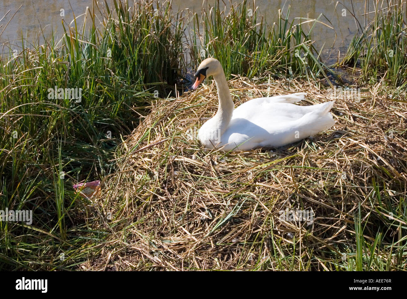 Mute swans on the nest Stock Photo - Alamy