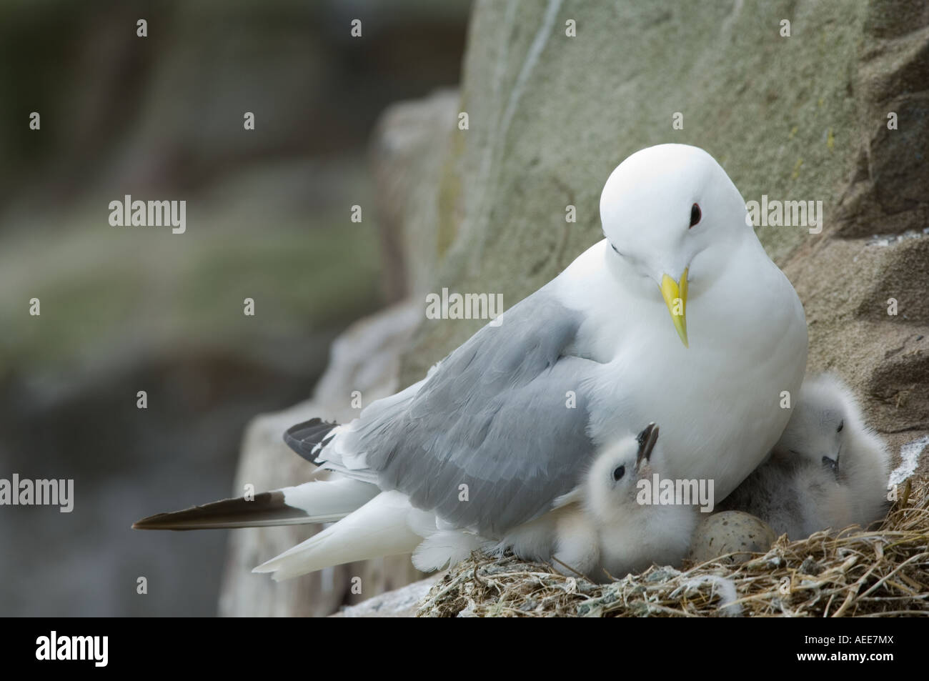 Kittiwake (Rissa tridactyla) parent with two juveniles and egg cliff ...