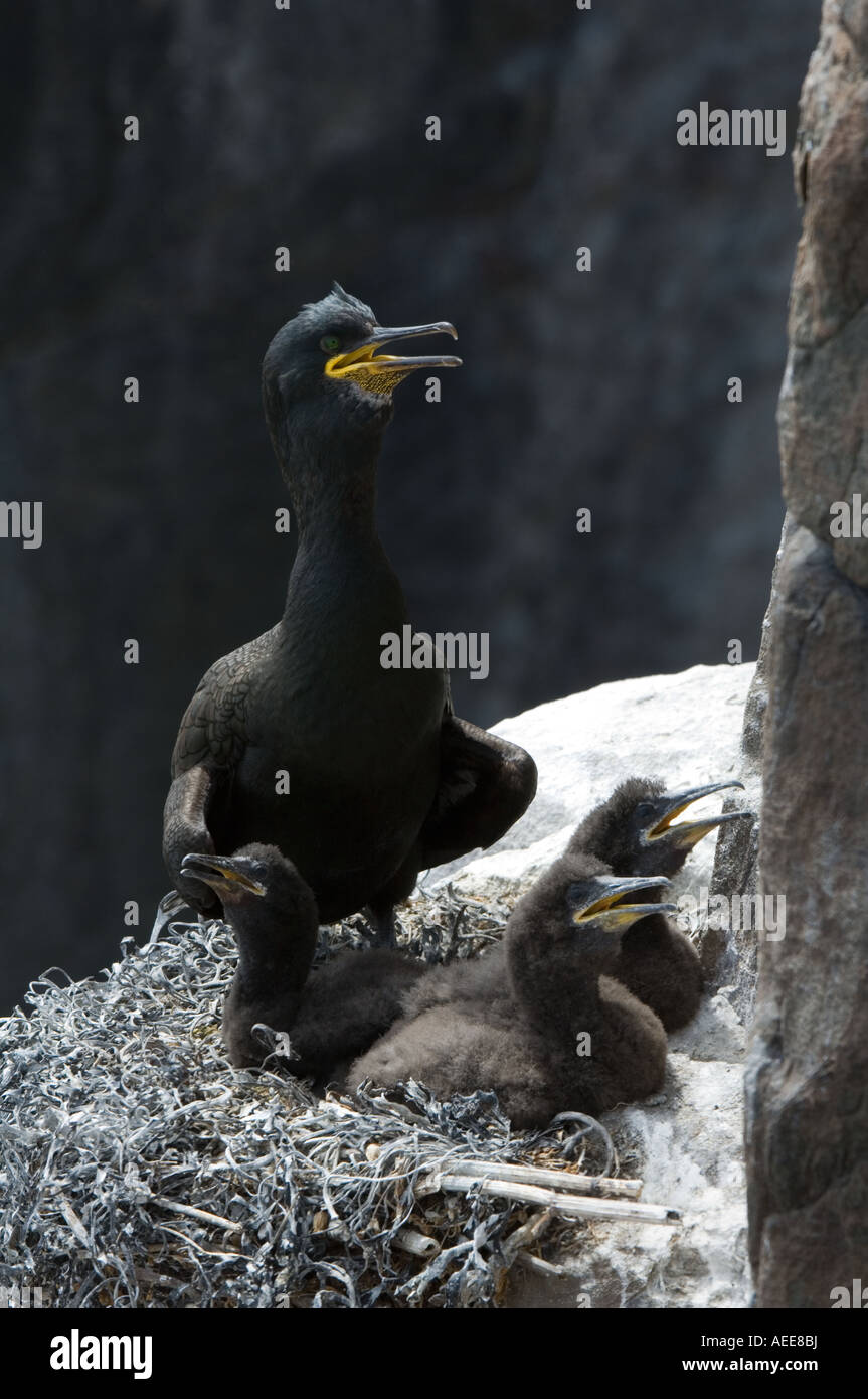 European Shag (Phalacrocorax aristotelis) adult with young in nest ...