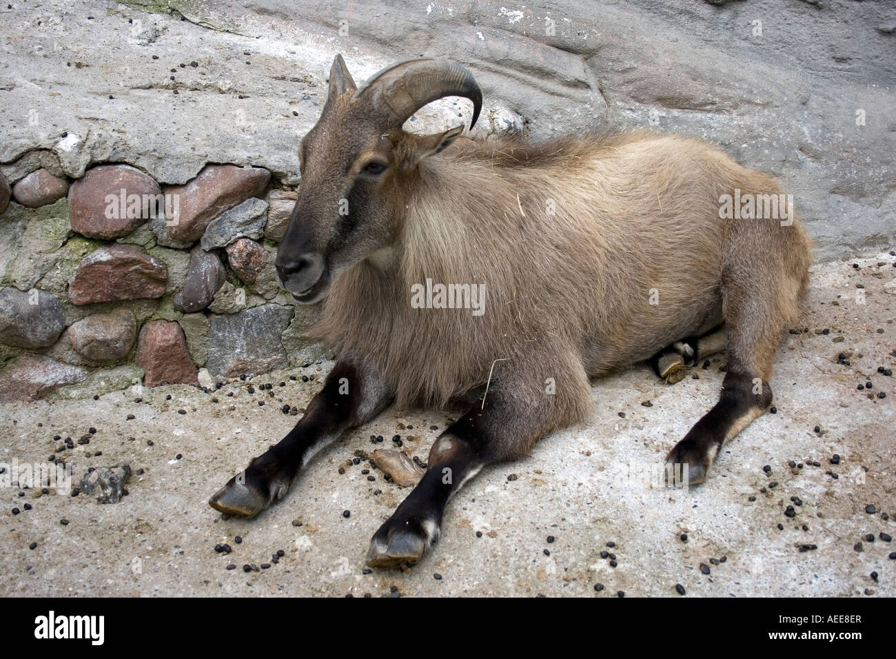 Ovis gmelinii hi-res stock photography and images - Alamy