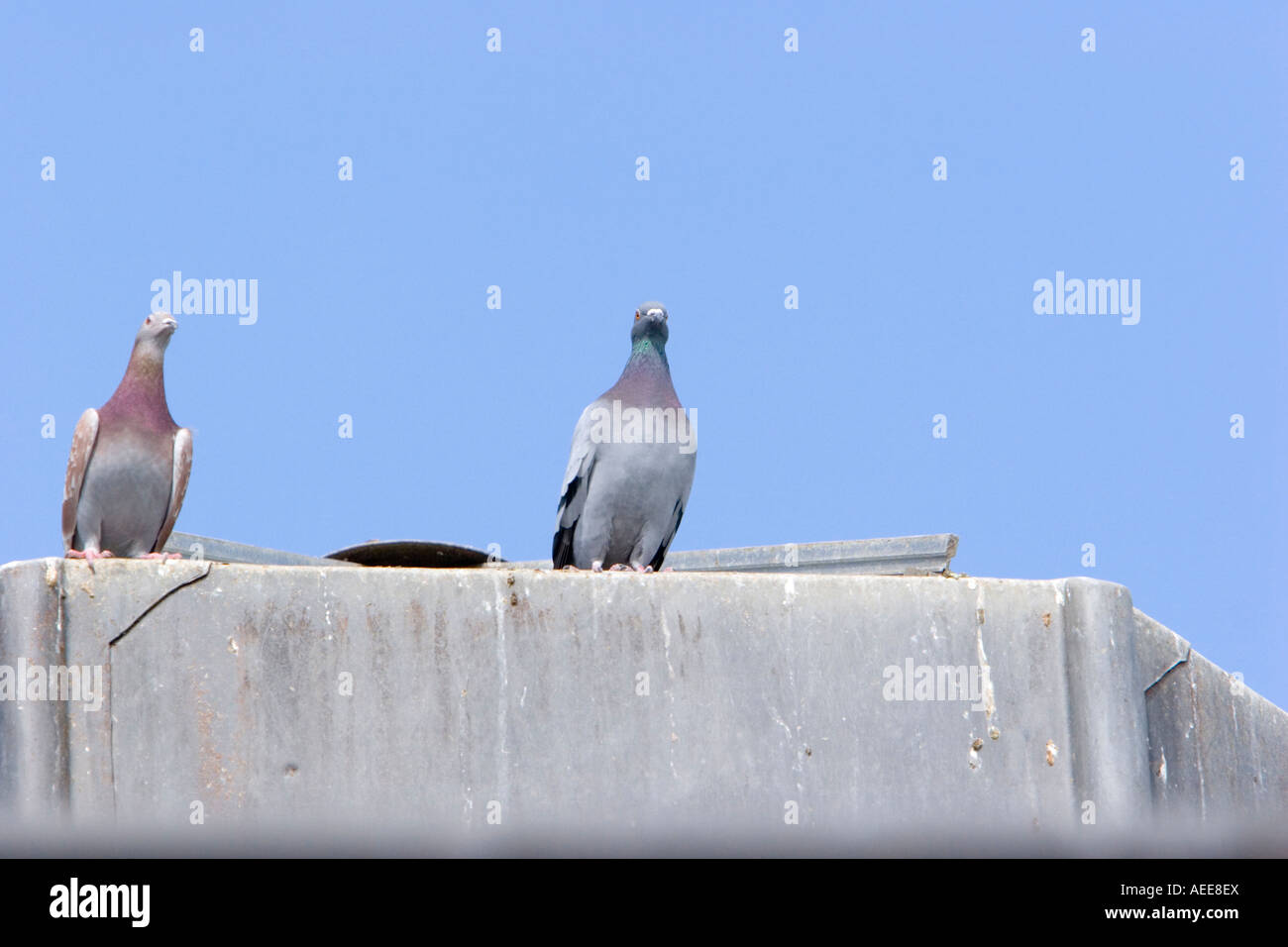 Two pigeons perched on a concrete wall Stock Photo - Alamy