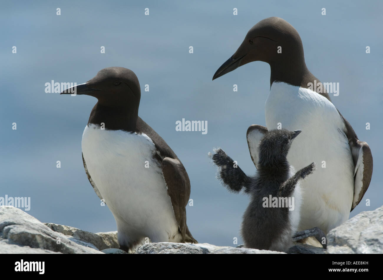 Black guillemot hi-res stock photography and images - Alamy
