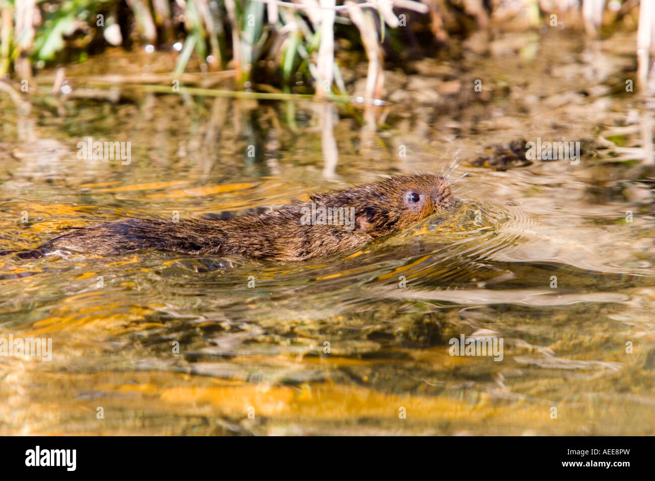 Water vole swimming Stock Photo - Alamy