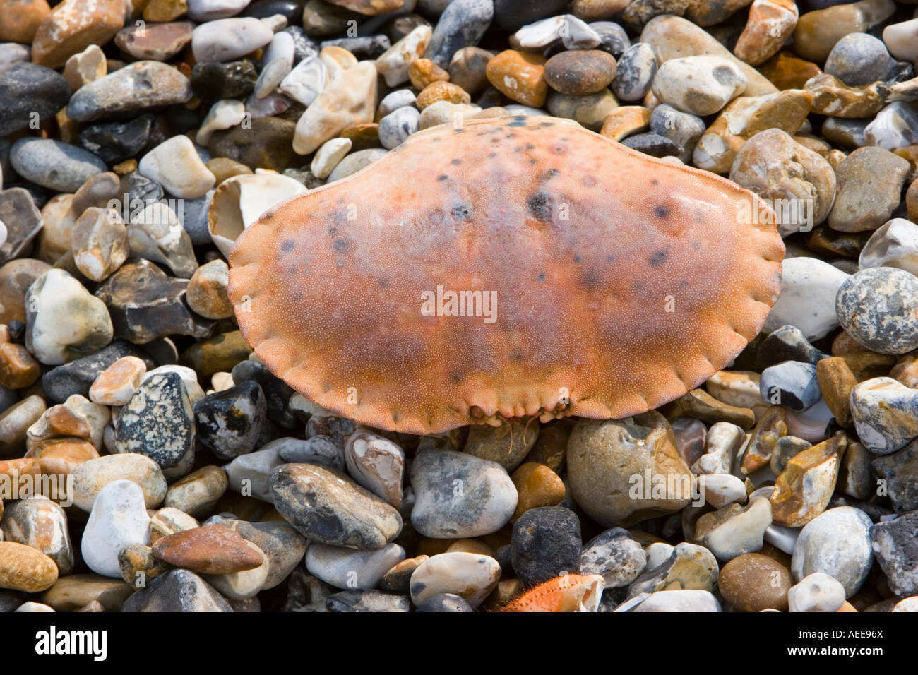 An edible crab empty shell discarded on the beach Stock Photo - Alamy