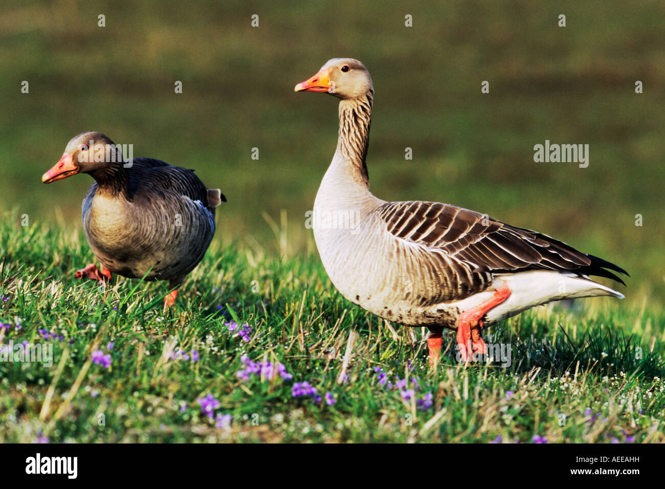 Greylag geese (Anser anser) pair walking in flower meadow Stock Photo ...