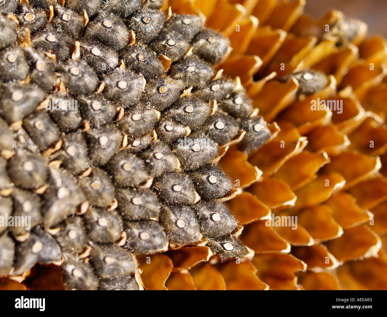 sun flower, dried, seeds Stock Photo - Alamy