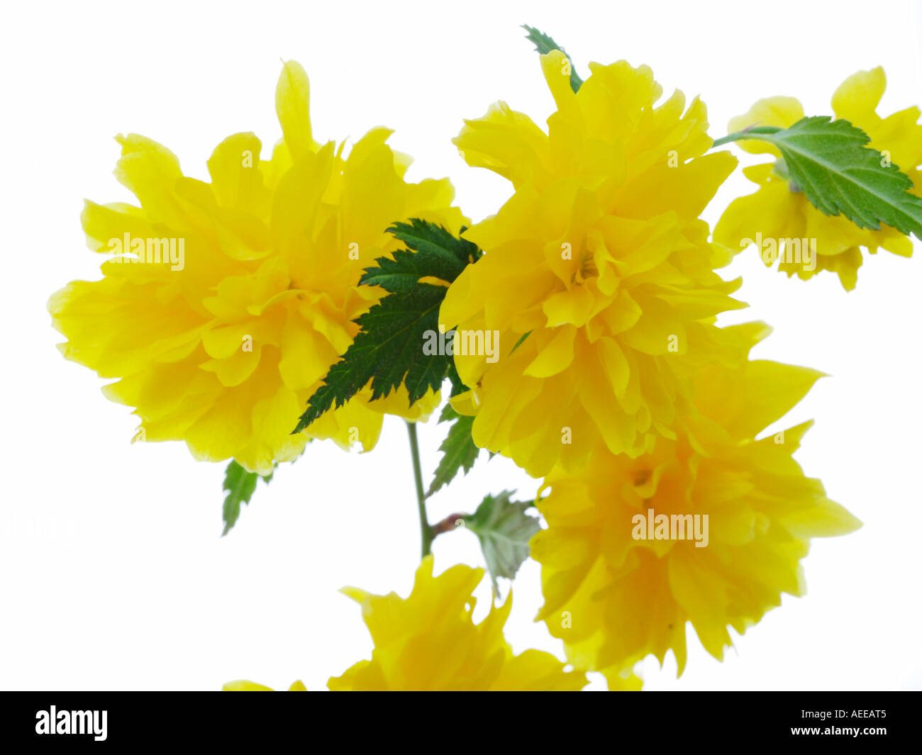 Kerria hi-res stock photography and images - Alamy