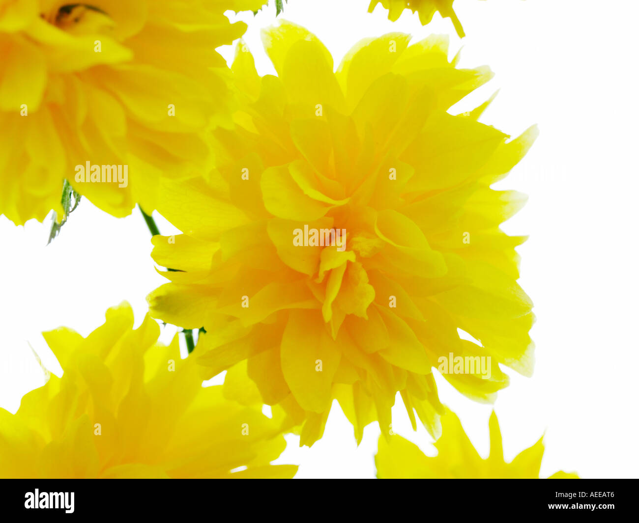 Japanese kerria yellow flowers hi-res stock photography and images - Alamy