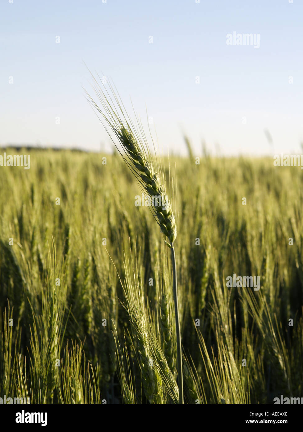 Grain orientation hi-res stock photography and images - Alamy