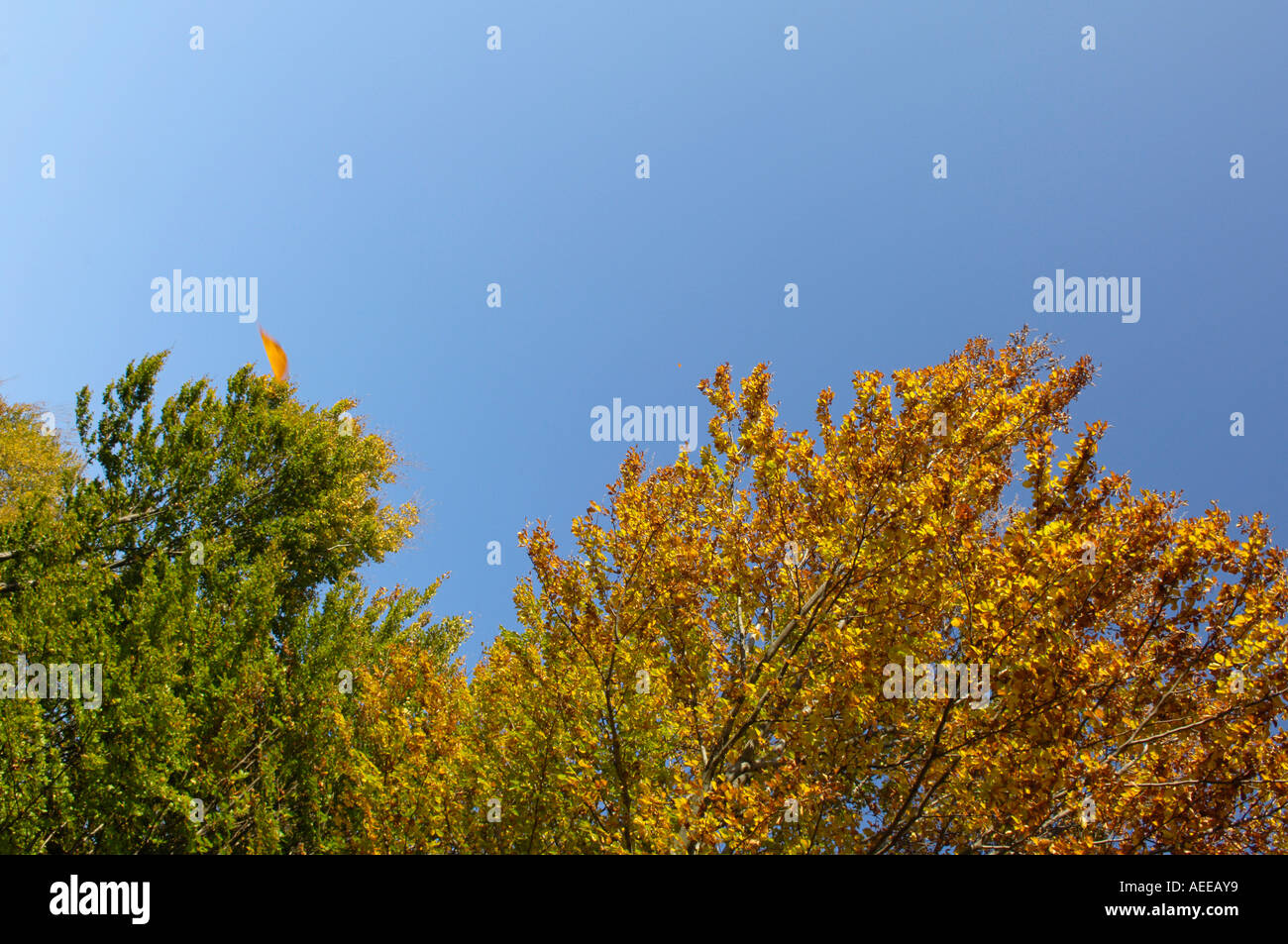 Beech border hi-res stock photography and images - Alamy