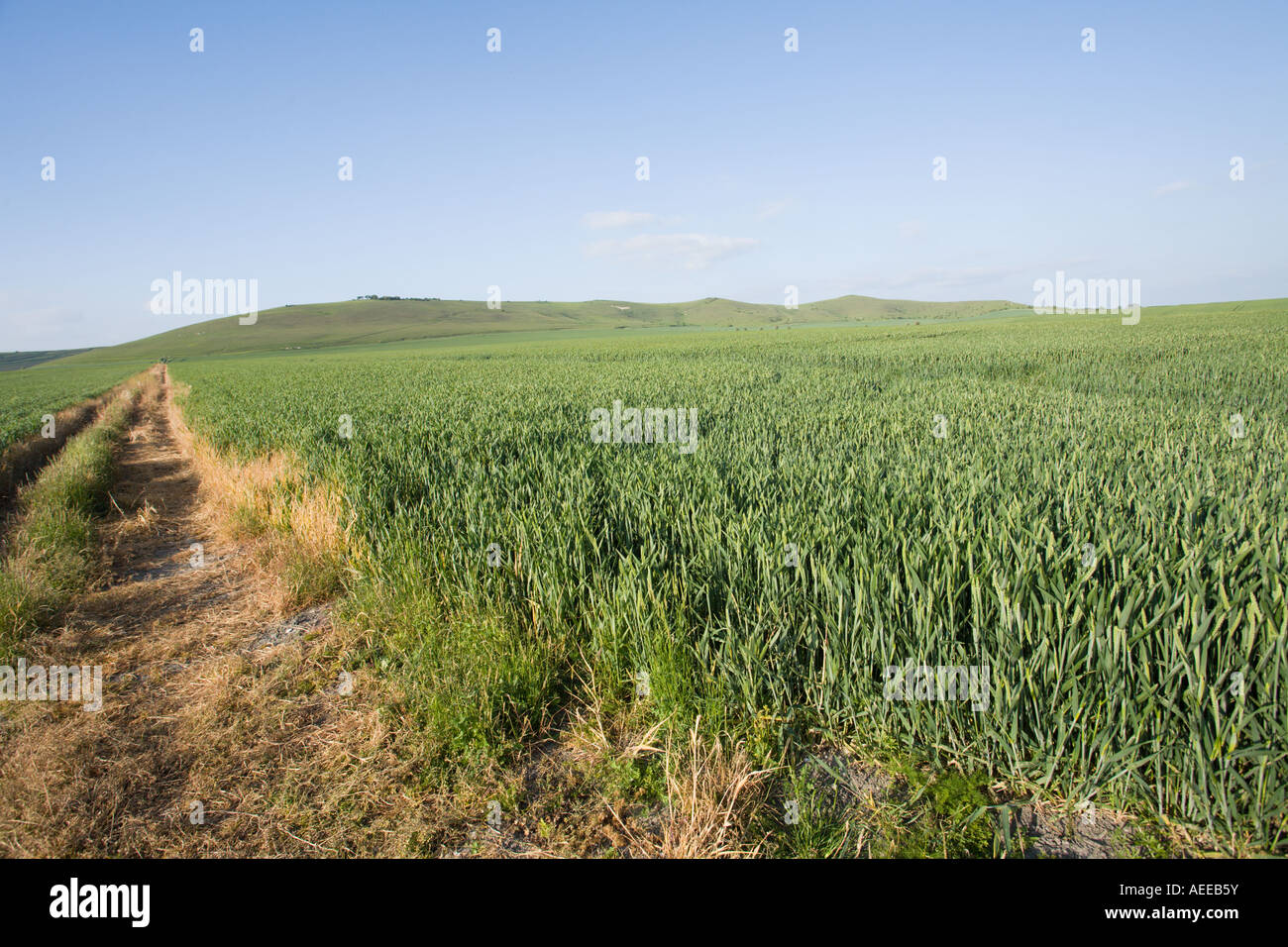 Milk Hill on Pewsey Downs Wiltshire England UK Stock Photo - Alamy