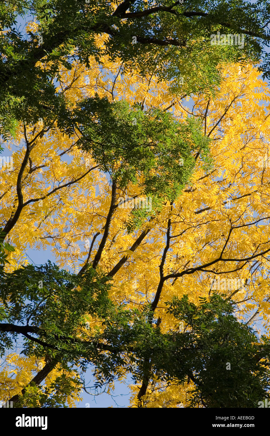 Broad leafed tree hi-res stock photography and images - Alamy