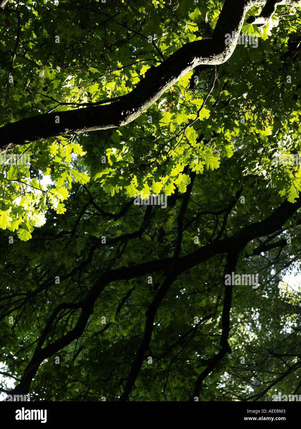 Broad leafed tree hi-res stock photography and images - Alamy