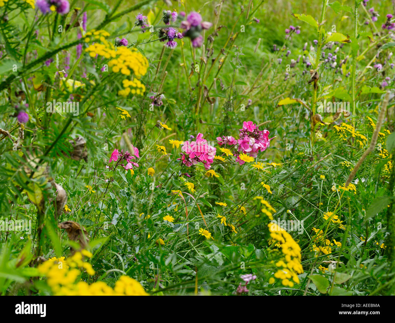 Butterfly pasture hi-res stock photography and images - Alamy