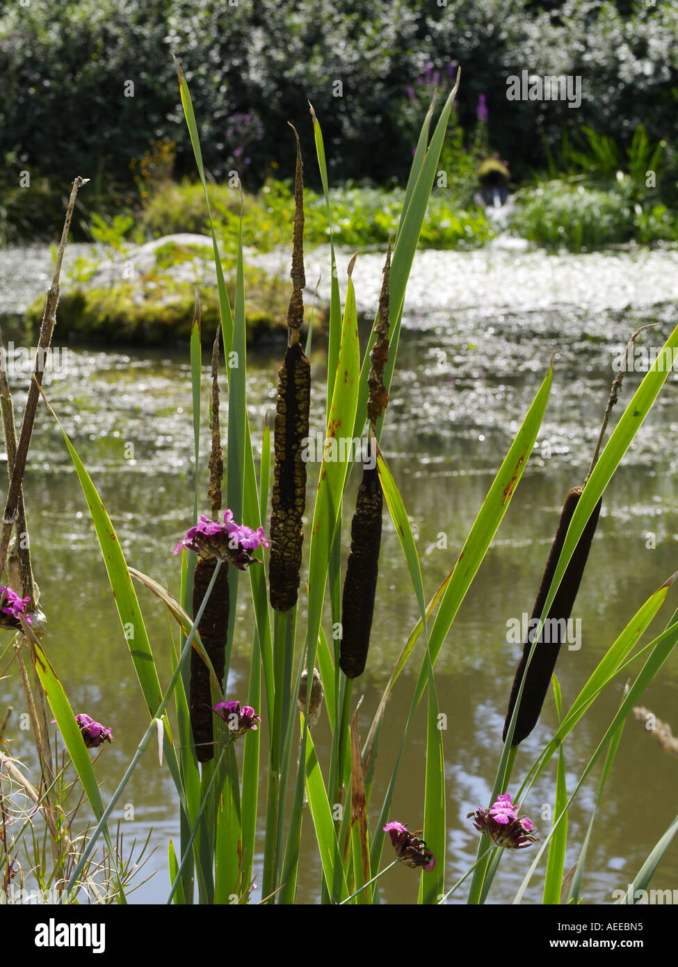 reed at riverbank Stock Photo - Alamy