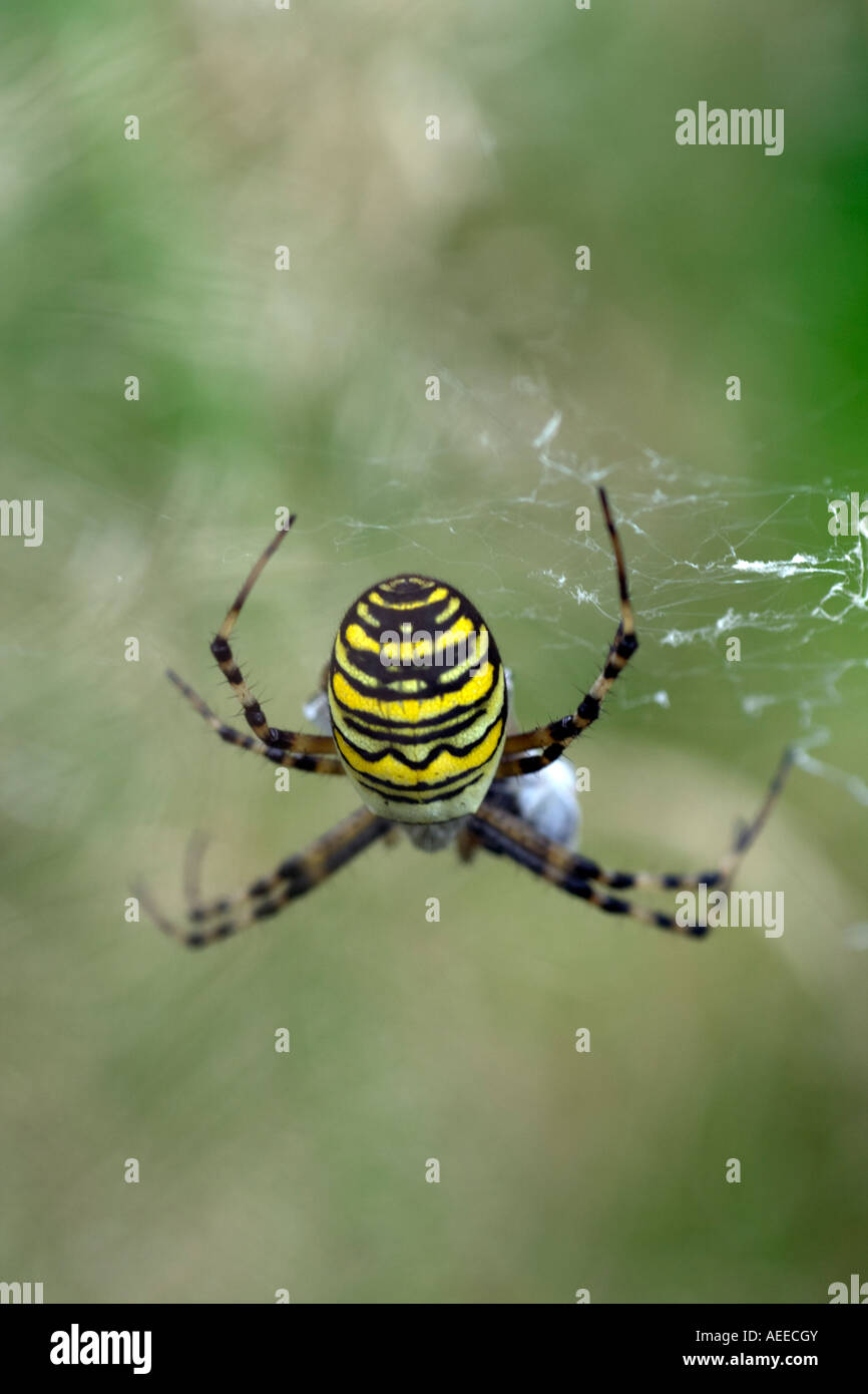 Female wasp spider hi-res stock photography and images - Alamy