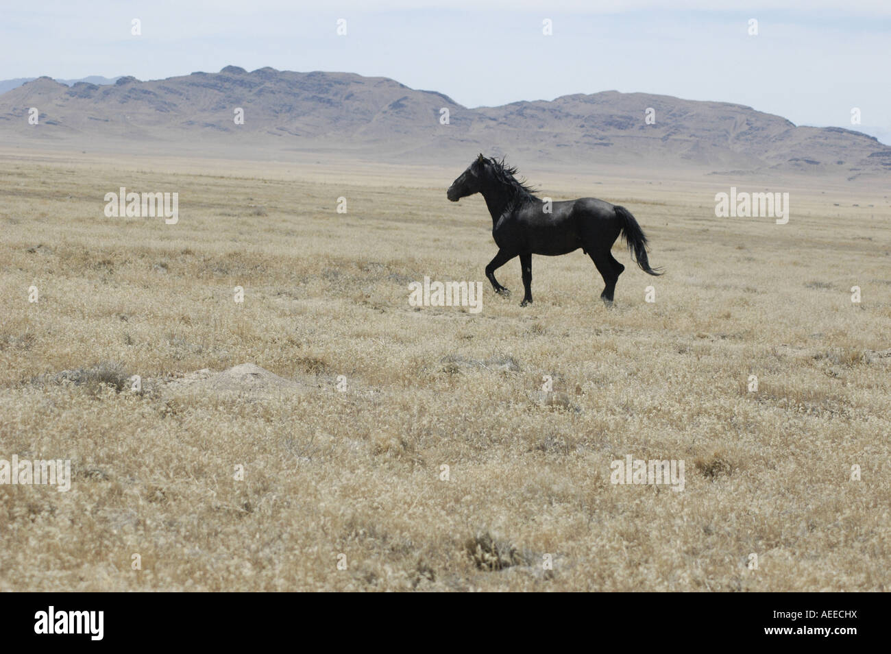 wild horse running Stock Photo - Alamy