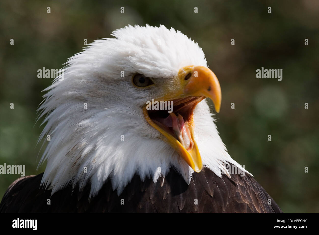 Bald Eagle (Haliaeetus leucocephalus) crying - close up Stock Photo - Alamy