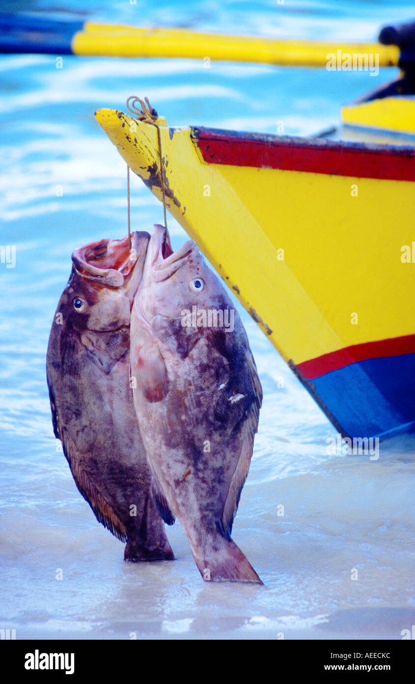 "Fish supper" catch hung from the bow of one of the brightly painted ...
