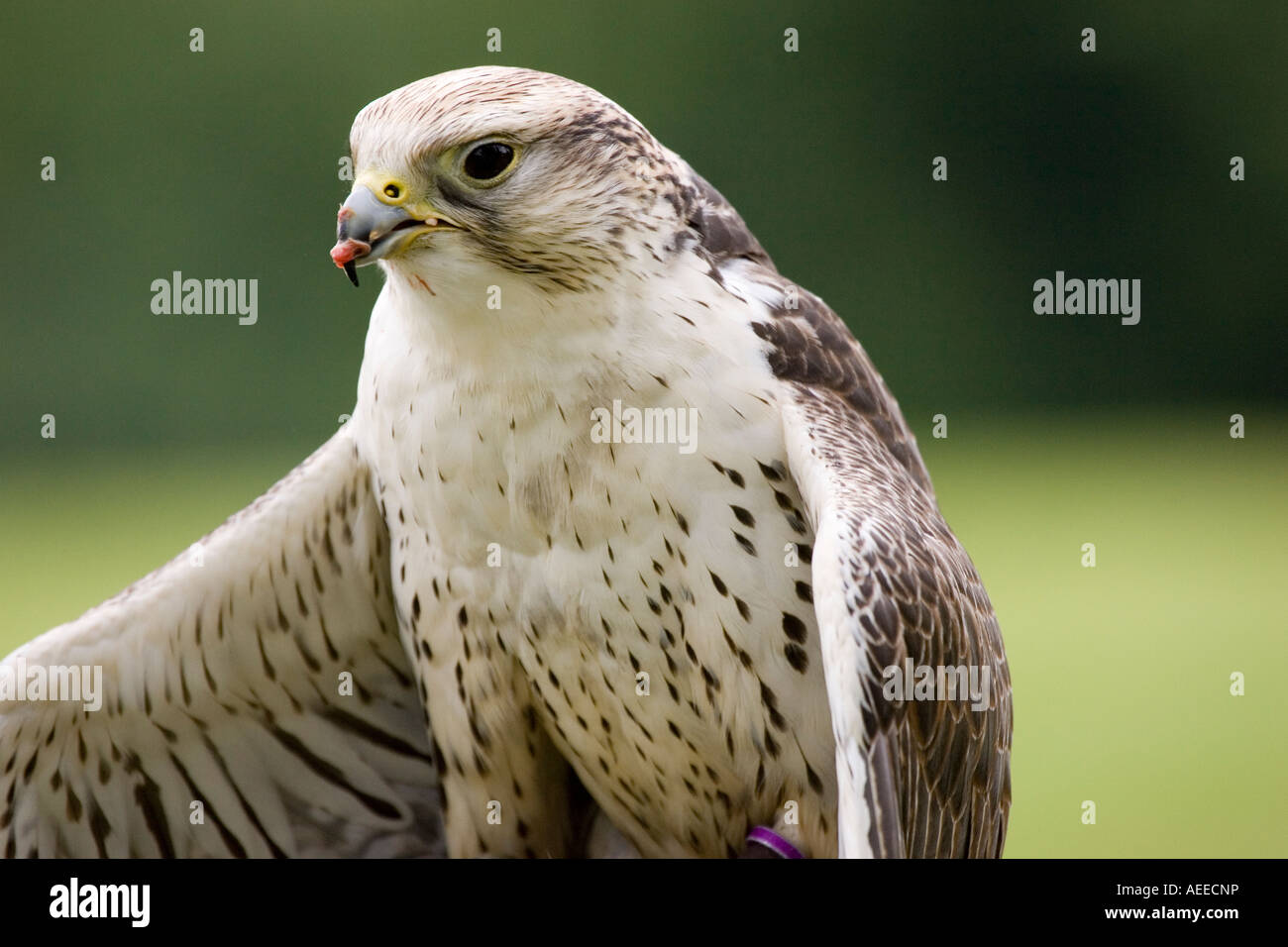 Saker Falcon feeding on chicken Stock Photo - Alamy