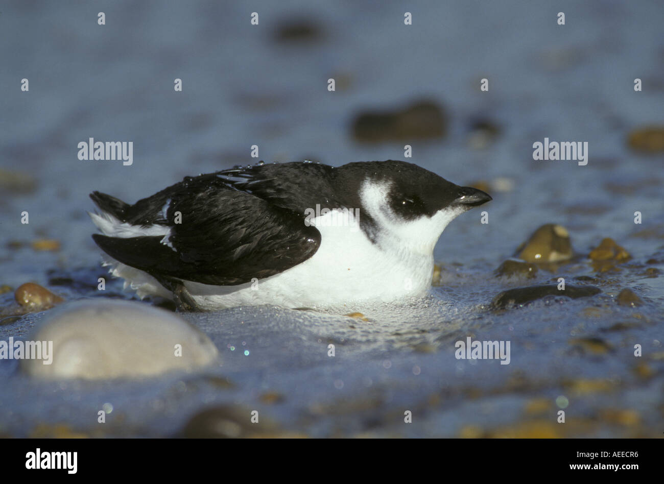 Little Auk Alle alle Sitting in shallow water Cley Norfolk October S ...