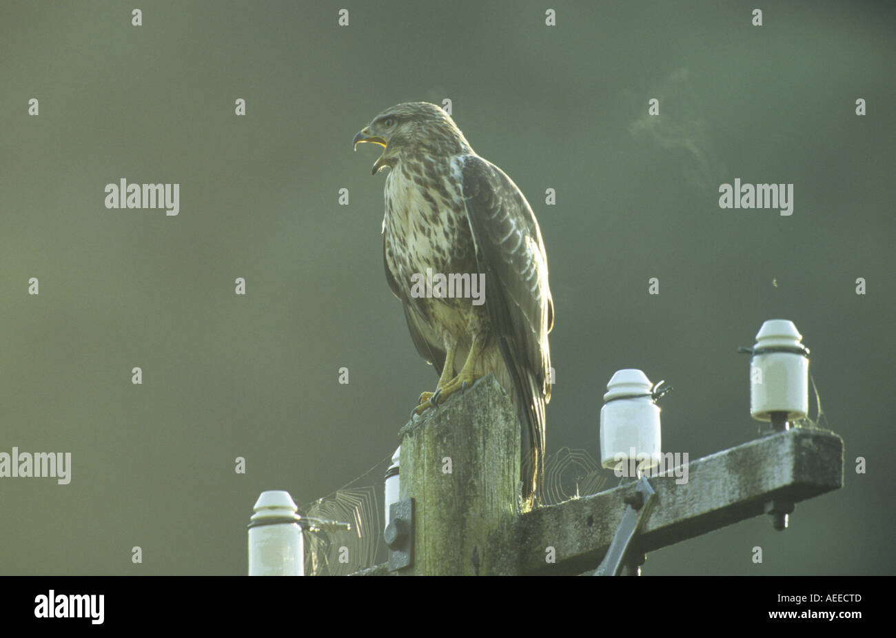 Young buzzards hi-res stock photography and images - Alamy