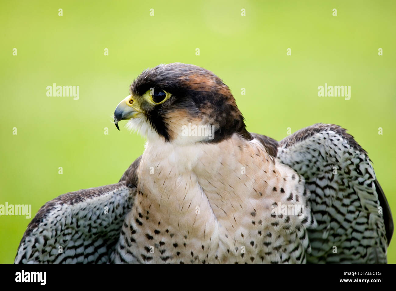 Head Lanner Falcon Stock Photo - Alamy