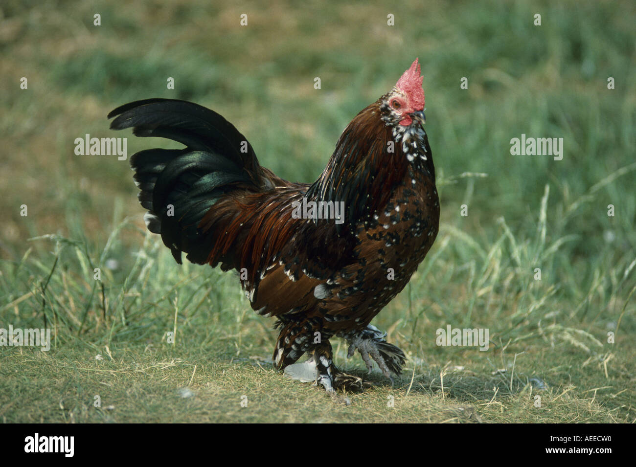 Domestic Chicken Belgian bearded Bantam Stock Photo - Alamy