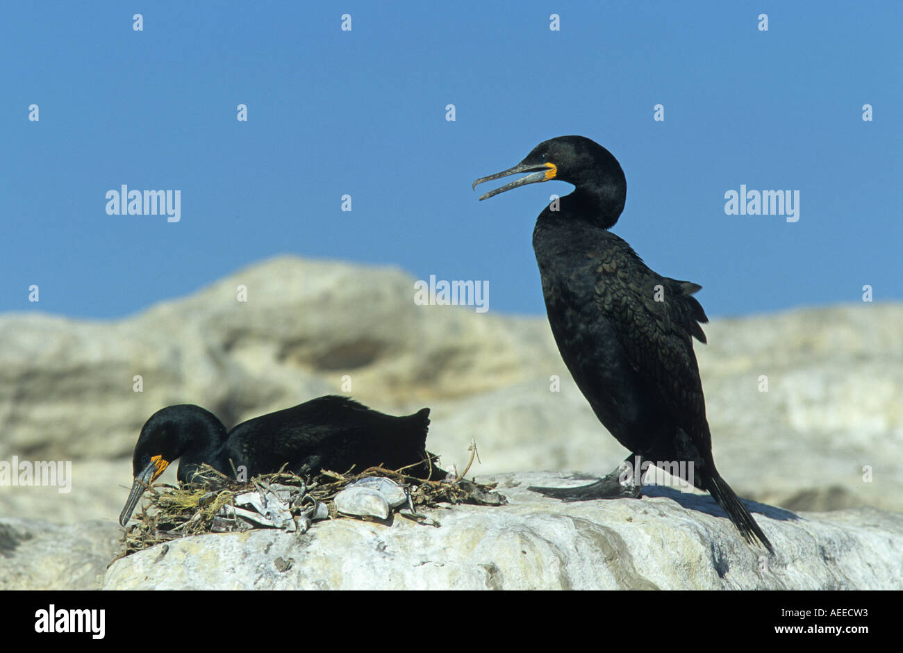 Two cape cormorants on rocks hi-res stock photography and images - Alamy