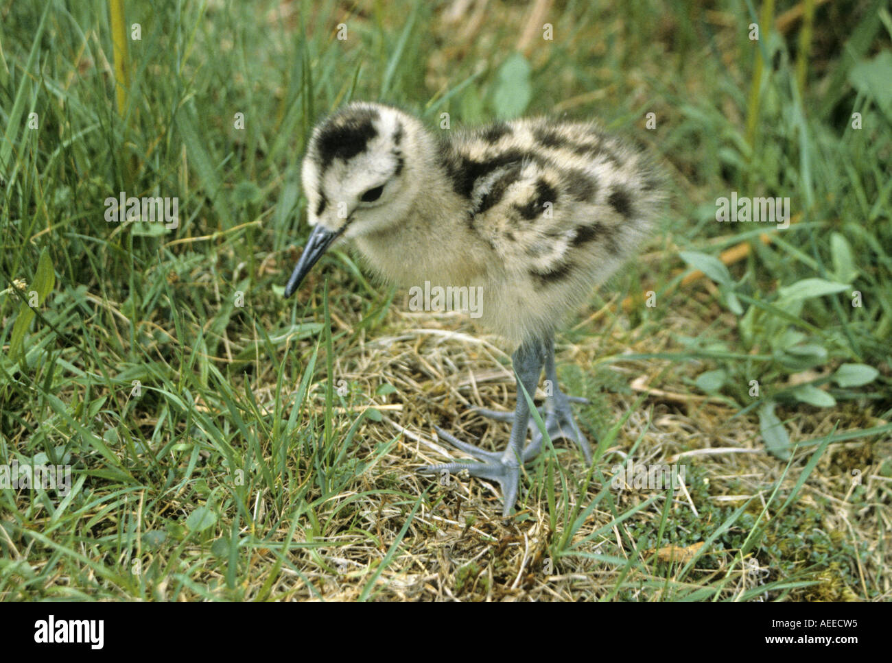 Eurasian Curlew Numenius arquata Chick Stock Photo - Alamy