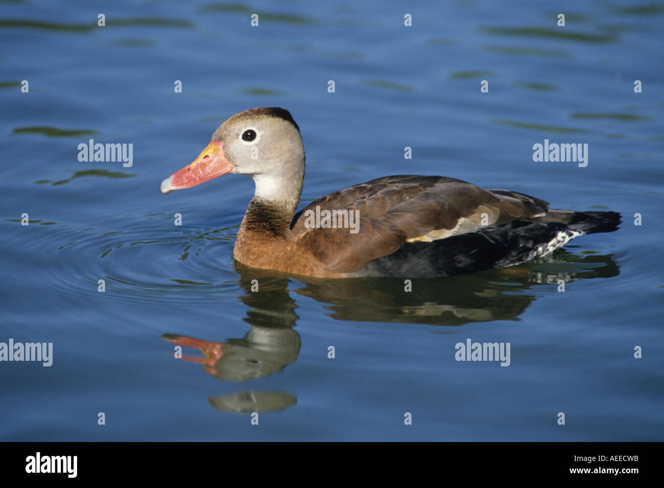 Red billed whistling ducks hi-res stock photography and images - Alamy