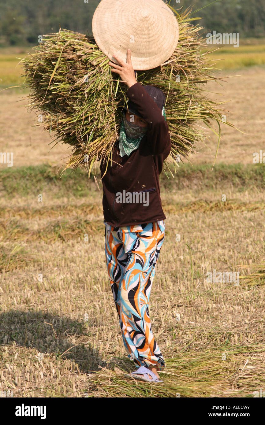 Carrying the rice Stock Photo - Alamy