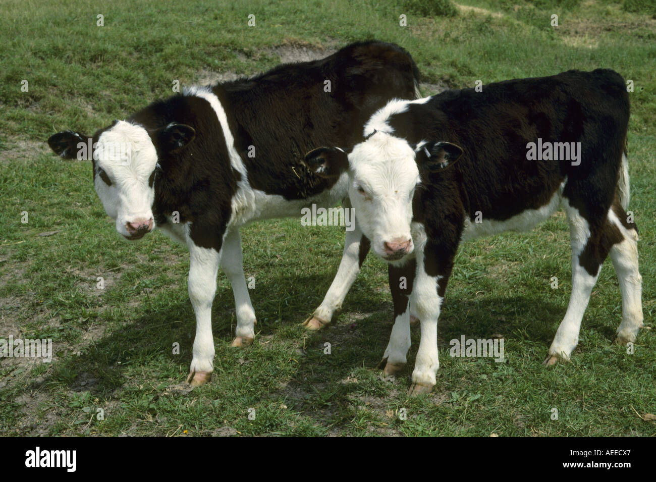 Cattle Friesian close up of two calves Stock Photo - Alamy