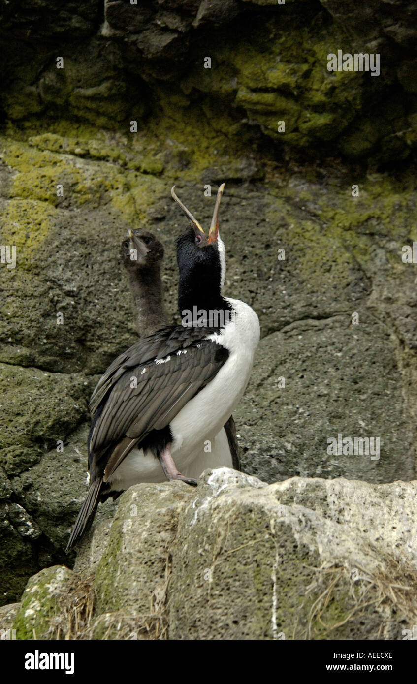 Auckland Shag Phalacrocorax colensoi Adult calling with young Auckland ...