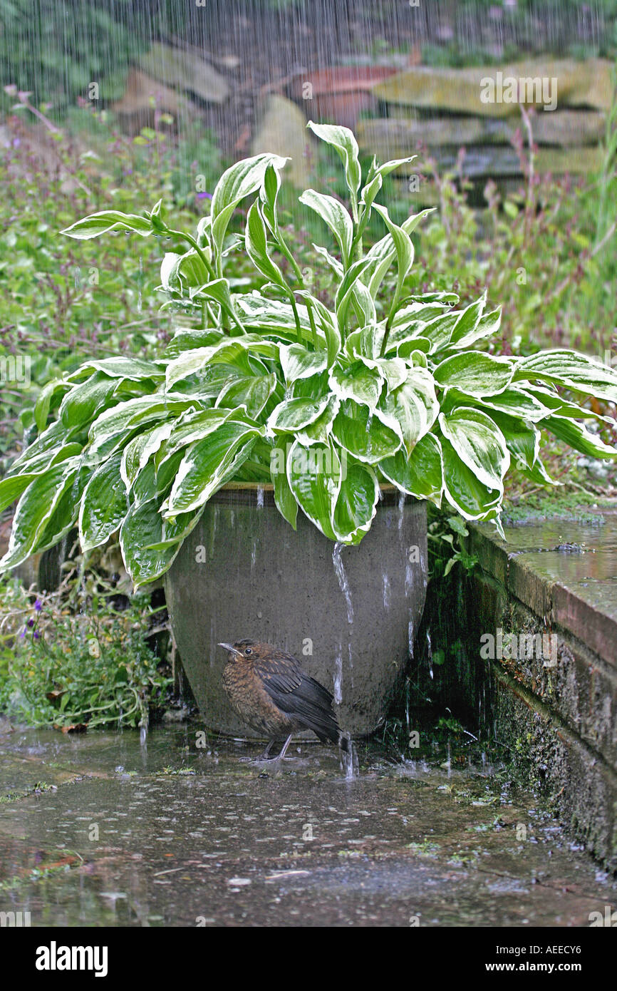 European Blackbird Turdus merula Juvenile sheltering from rain under ...