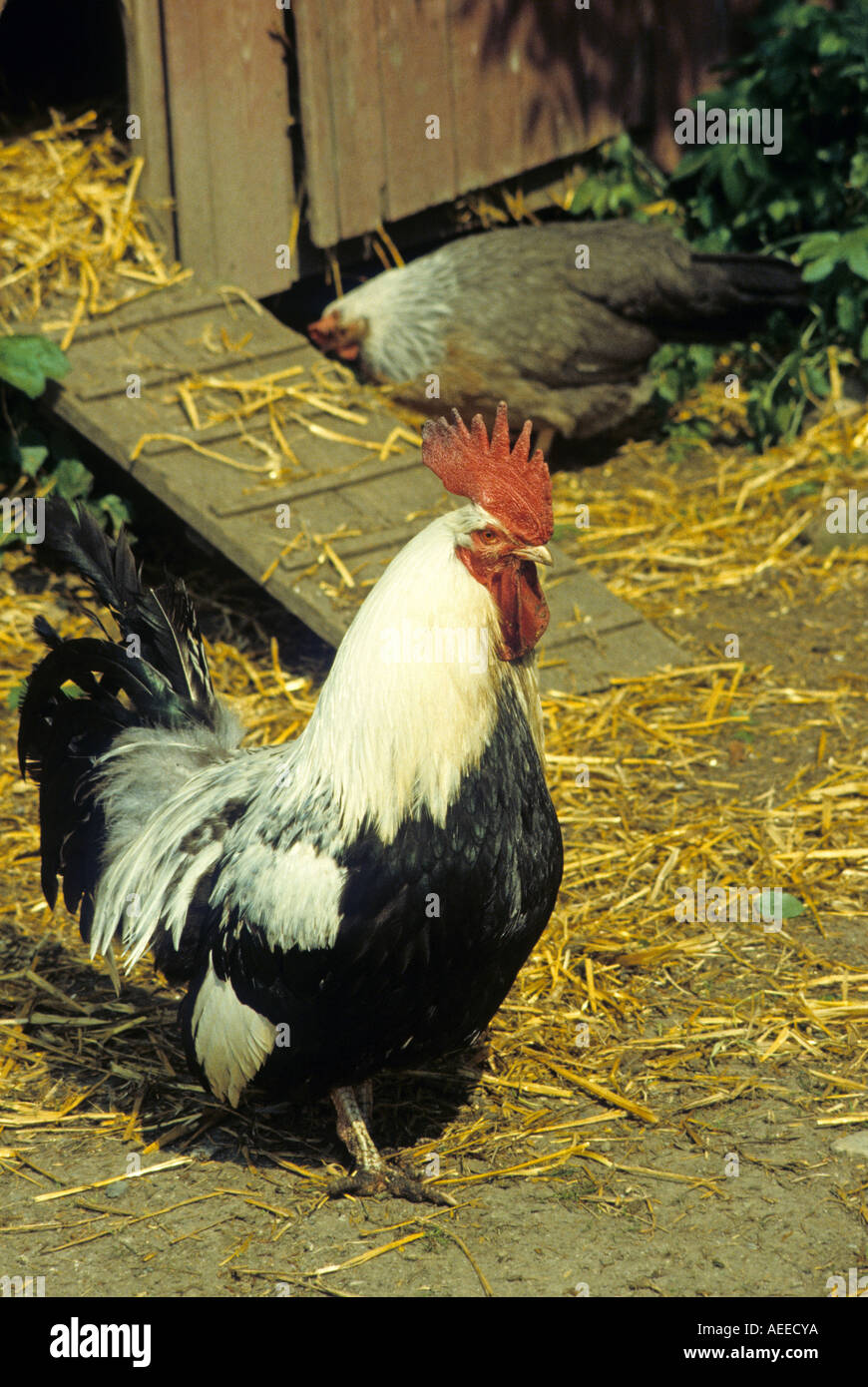 Domestic Chicken Dorking cockerel Stock Photo - Alamy