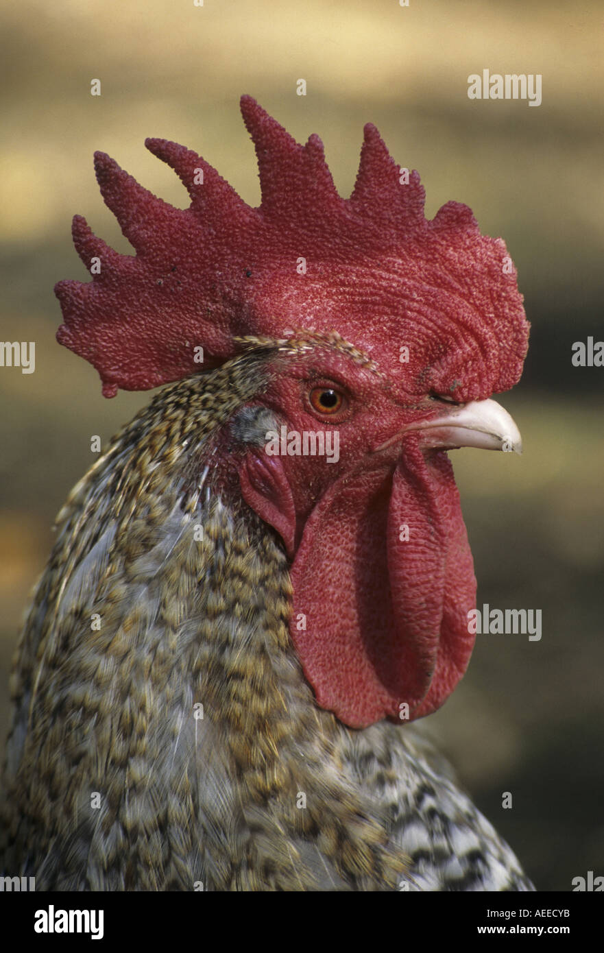 Domestic Chicken Close up of Cockerels head Stock Photo - Alamy