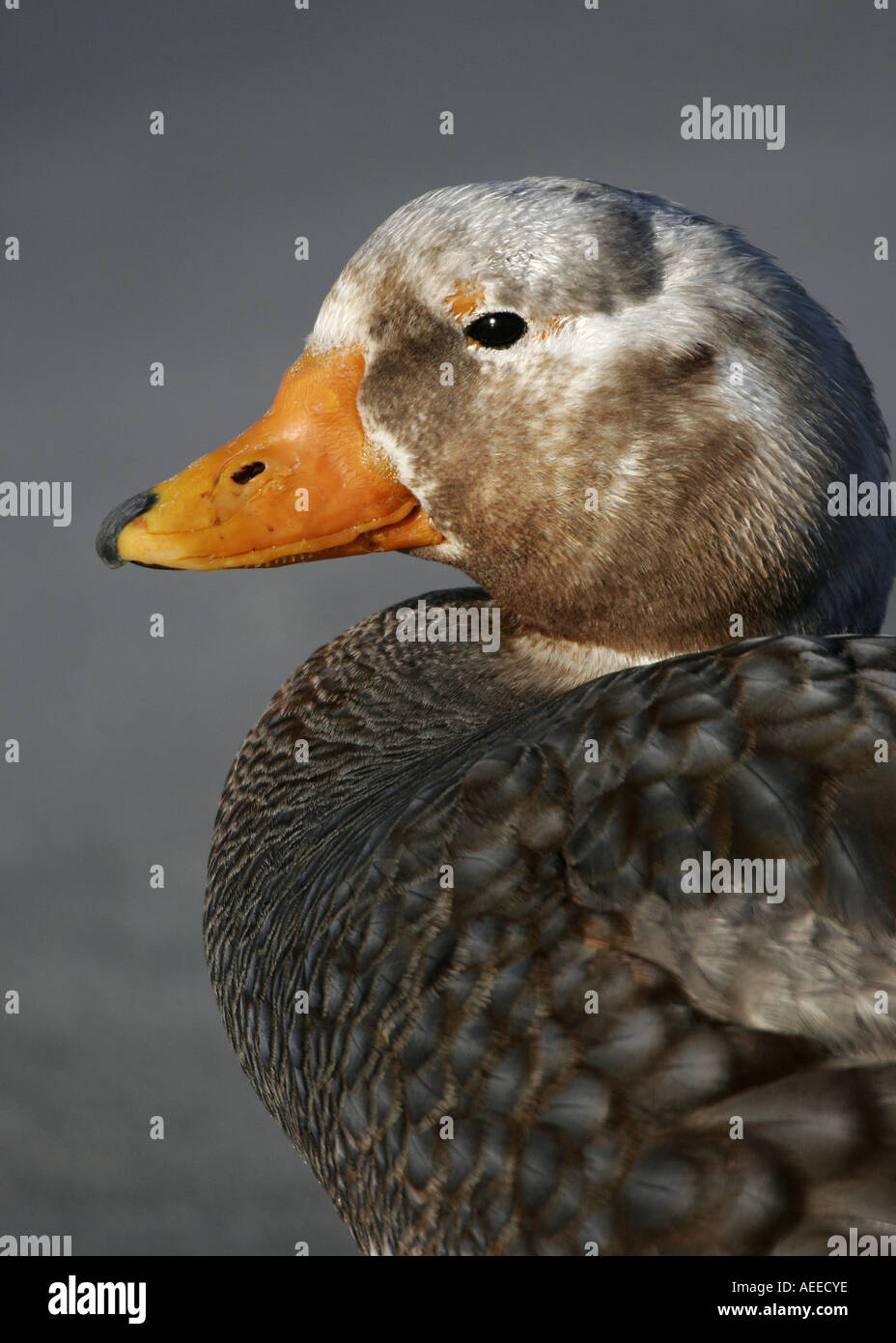 Streamer duck hi-res stock photography and images - Alamy