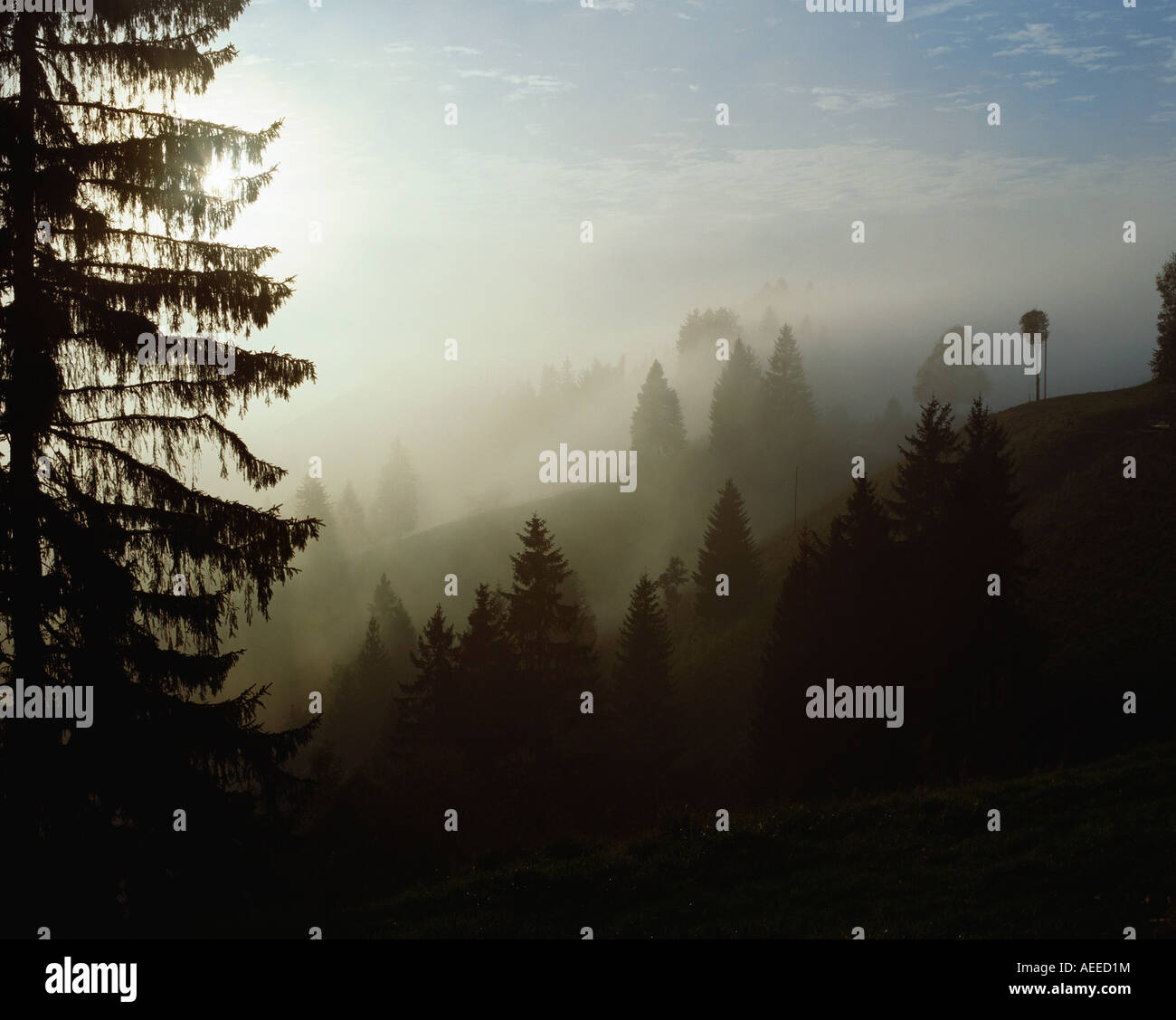 morning mist among trees Stock Photo - Alamy