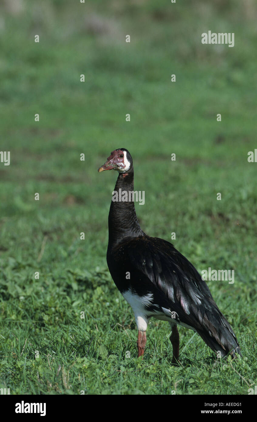 Spur winged Goose Plectropterus gambensis Standing on grass Tanzania ...