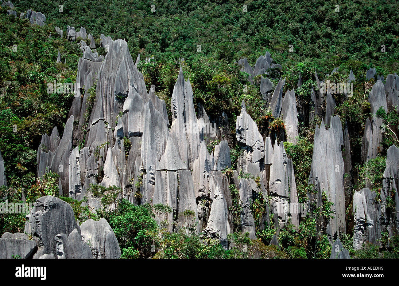 Pinnacles gunung mulu national park hi-res stock photography and images ...