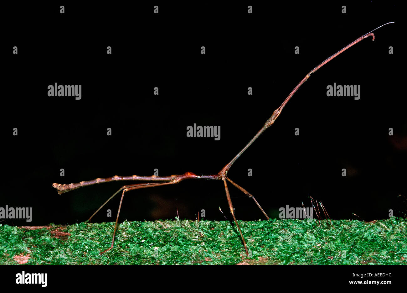Stick insect Phasmatidea Phamida Borneo Sarawak Gunung Mulu NP Malaysia ...
