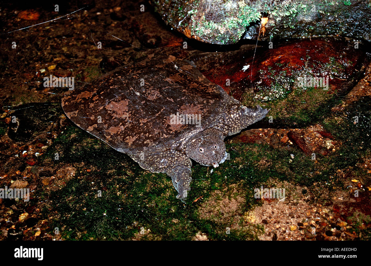 Asian Softshell Turtle Dogania subplana Borneo Sarawak Gunung Mulu NP ...