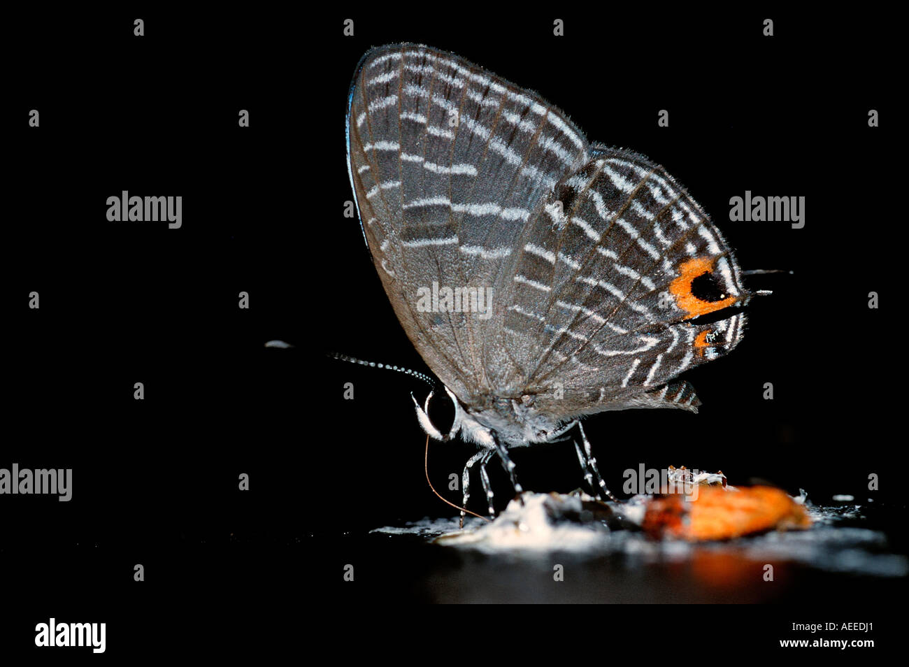 Tropical butterfly Borneo Sabah Kota Kinabalu Rafflesia Forest Reserve ...