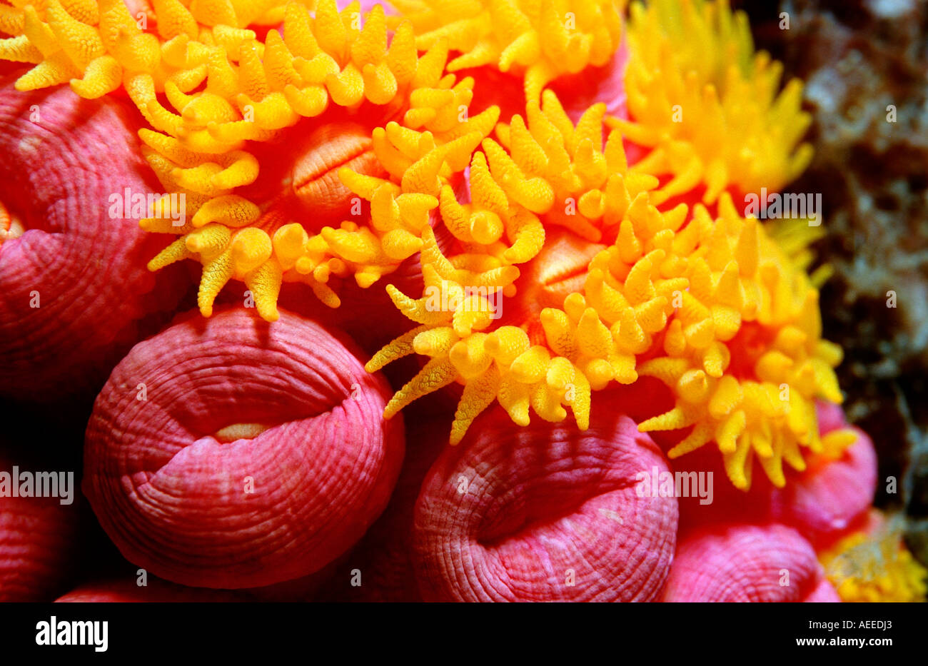 yellow cave coral Dendrophillia Tubastrea sp South Chinese Sea Malaysia ...