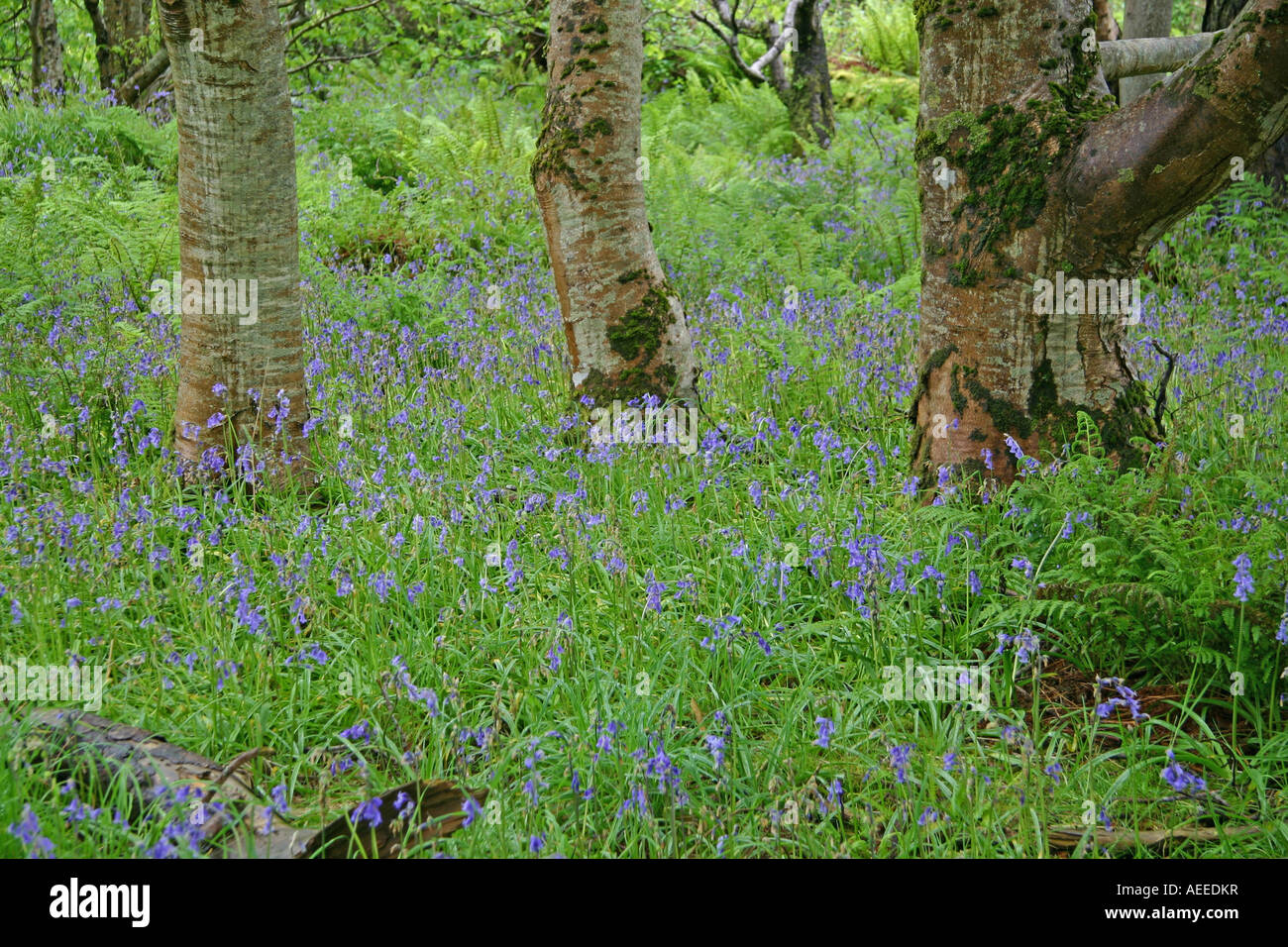 Bluebell wood on the isle of eigg Stock Photo - Alamy