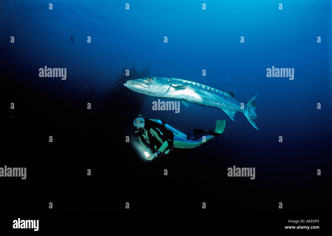 Great Barracuda and scuba diver Sphyraena barracuda Bali Indian Ocean ...