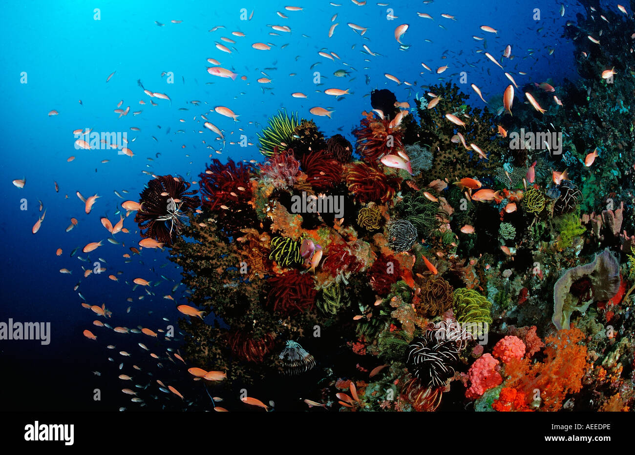 Colourful coral reef Bali Indian Ocean Indonesia Stock Photo - Alamy