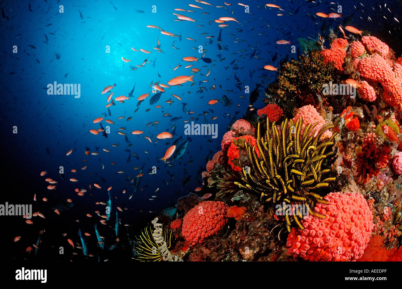 Colourful coral reef Bali Indian Ocean Indonesia Stock Photo - Alamy