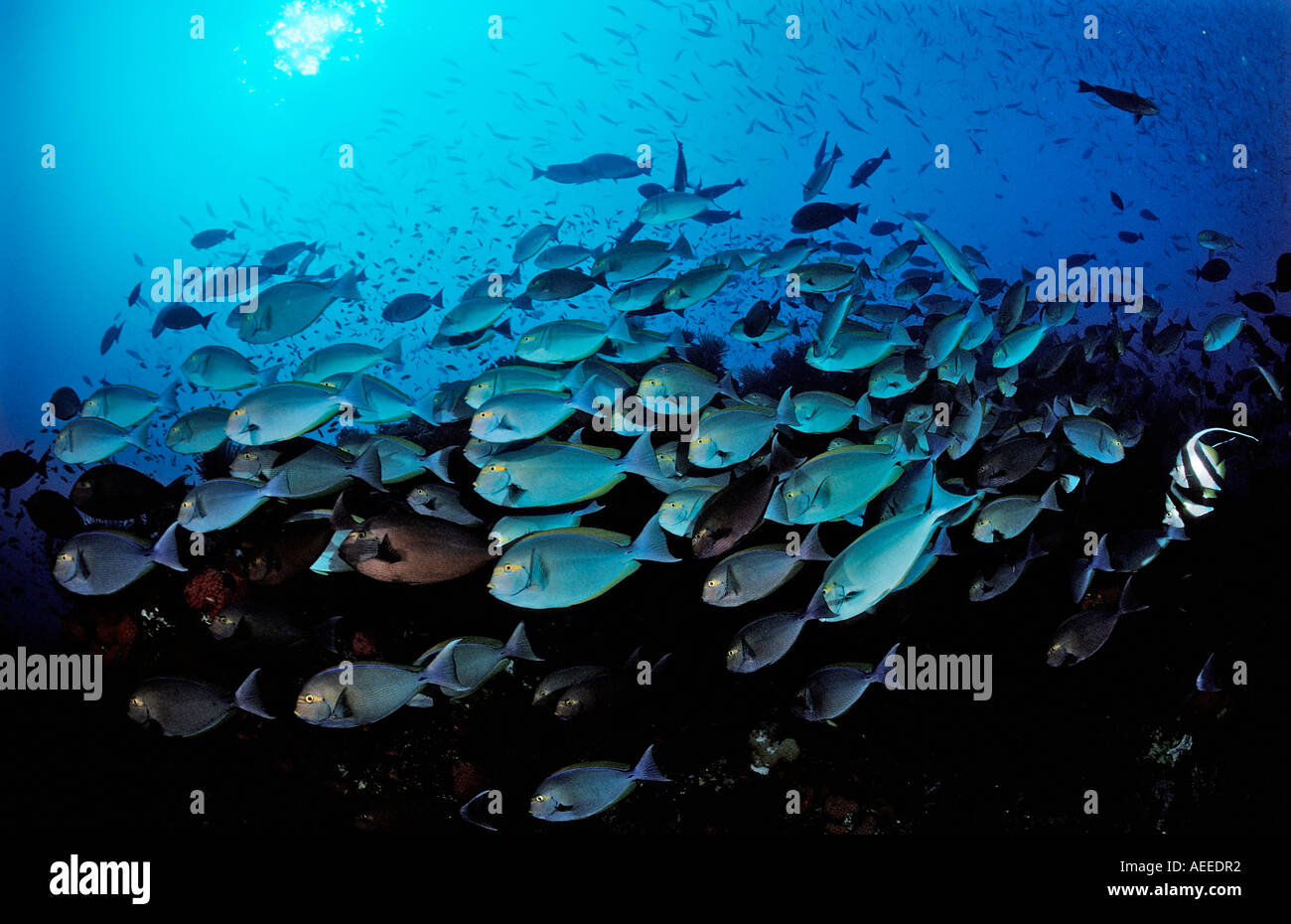 Elongate surgeonfishes acanthurus mata hi-res stock photography and ...